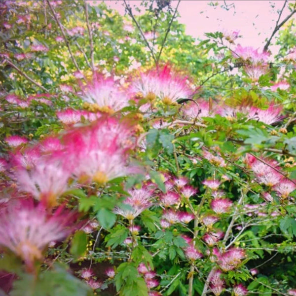 "Bobinsana (Calliandra Angustifolia)" Natural Remedy" – The Soul Vine