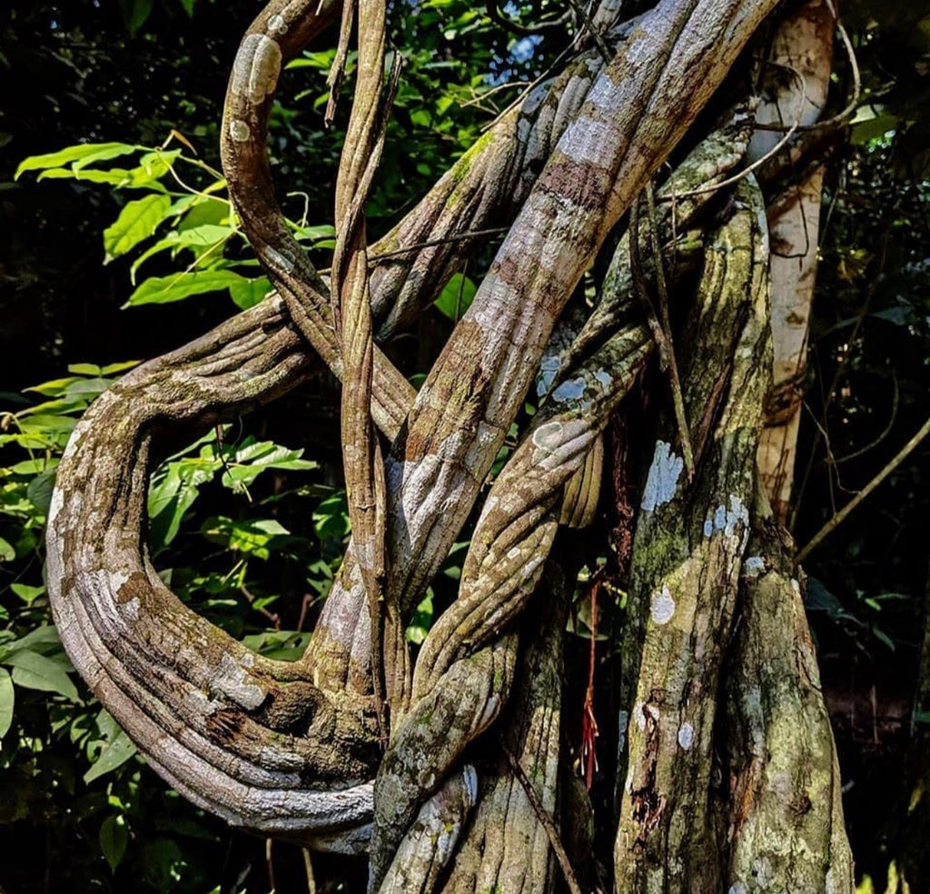 "Banisteriopsis Caapi Extract 60ml (2 oz.)" – The Soul Vine